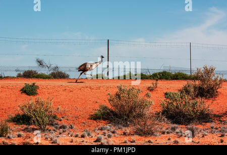 Emu in Outback Australia off road Stock Photo - Alamy