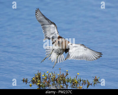 Ruff in flight with blue water in the background Stock Photo - Alamy