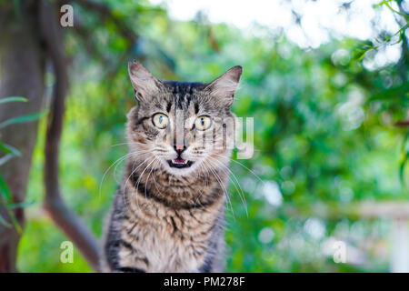 Tabby cat hissing on a tree Stock Photo - Alamy