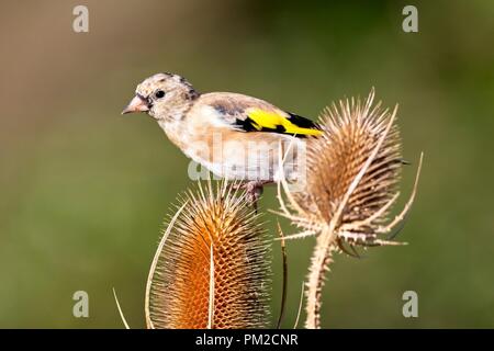 A fledgling Goldfinch perches on Teasel plants on a sunny morning in ...