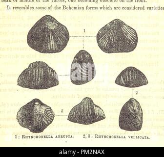 Palæozoic fossils (Page 35 Stock Photo - Alamy