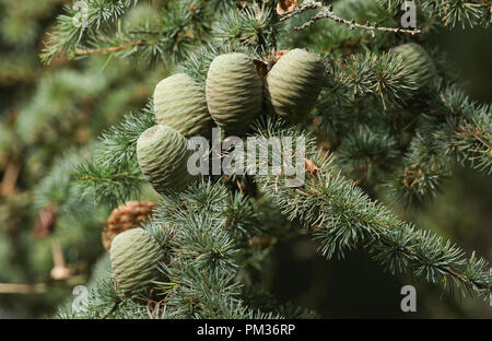 Cedar of Lebanon cone. Isolated on white background Stock Photo - Alamy