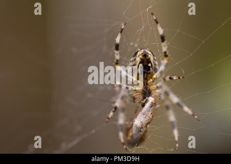 spider with prey in web in suburban garden in London England Stock ...