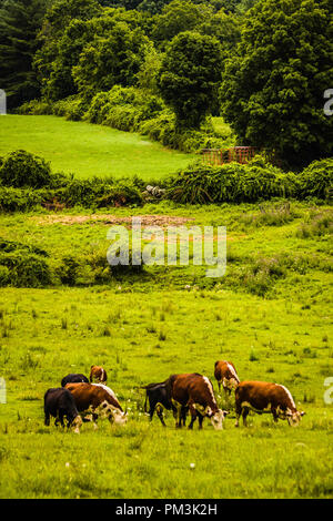 Cattle Farm Goshen, Connecticut, USA Stock Photo - Alamy