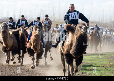 Bactrian camel racing in Astrakhan region, Russia. Farmers ride their ...