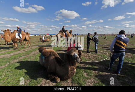 Bactrian camel racing in Astrakhan region, Russia. Farmers ride their ...