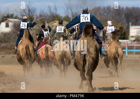 Bactrian camel racing in Astrakhan region, Russia. Farmers ride their ...