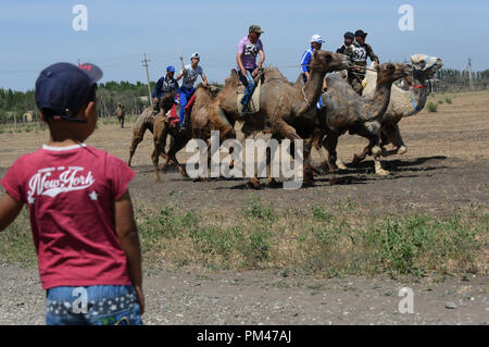 Bactrian camel racing in Astrakhan region, Russia. Farmers ride their ...
