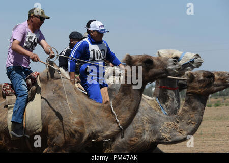Bactrian camel racing in Astrakhan region, Russia. Farmers ride their ...