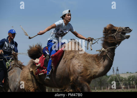 Bactrian camel racing in Astrakhan region, Russia. Farmers ride their ...