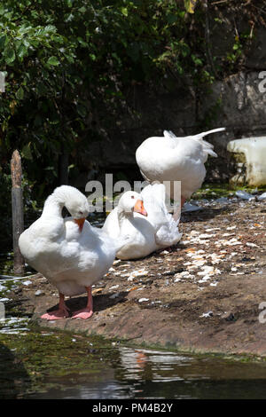 White geese on the Lee valley navigation canal London UK Stock Photo ...