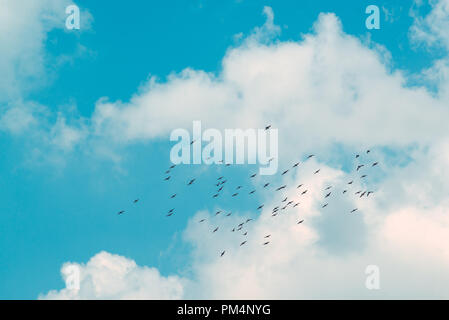 Flock of birds flying together across the sky Stock Photo - Alamy
