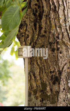 tree with electrical outlet Stock Photo - Alamy