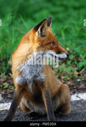 A Red Fox seen in Lithuania Stock Photo - Alamy