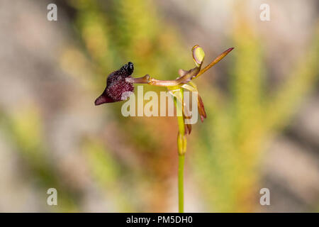 Drakaea glyptodon, King-in-his-Carriage Hammer Orchid Stock Photo - Alamy