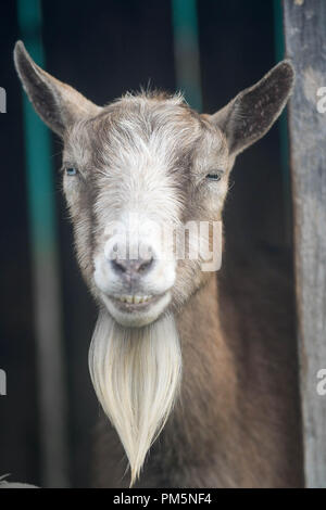 goat in barn goat with beard white goats farm animal animal farm animal ...