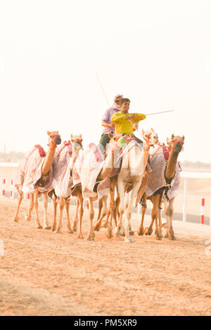 Camel race track in Abu Dhabi Stock Photo - Alamy