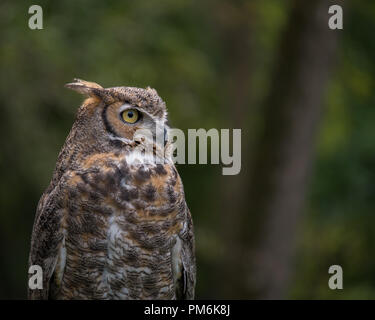 Profile view of Great Horned Owl Stock Photo - Alamy