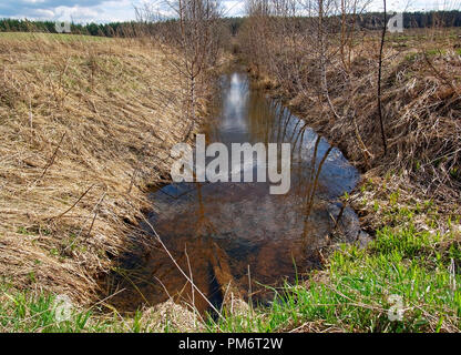 dirty forest river in spring. water contaminated with old tree trunks ...