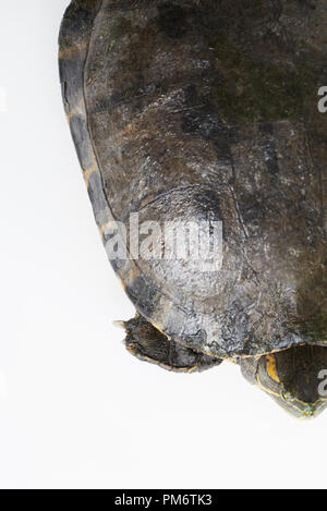 turtle shell on an isolated background Stock Photo - Alamy