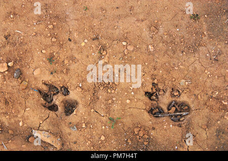 Dog tracks in the mud, detail of a mark on the ground Stock Photo - Alamy
