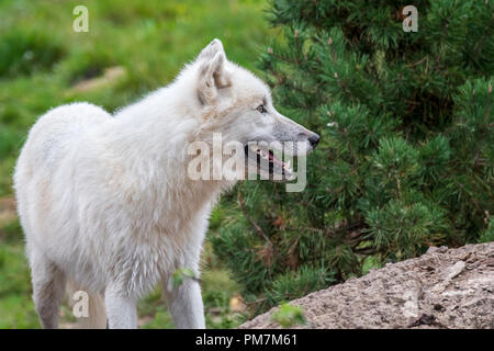 Close up portrait of Canadian Arctic wolf / white wolf / Polar wolf ...