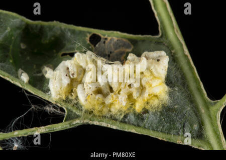 Cocoons of the larvae of a parasitic wasp, Cotesia glomerata. The wasp ...