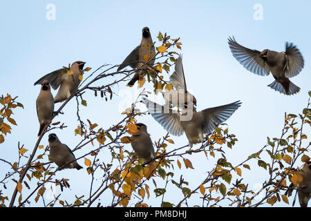 Cedar Waxwing Flock perching in Maple Tree Stock Photo - Alamy