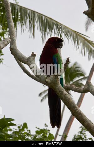 The Maroon shining parrot (Prosopeia tabuensis) or red shining-parrot ...