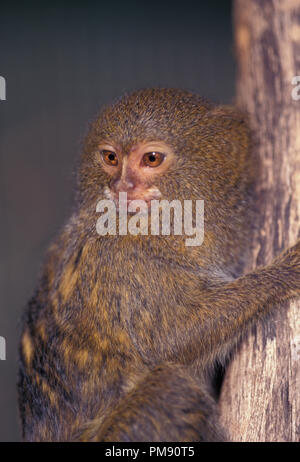 Pygmy Marmoset (Cebuella pygmaea), the smallest monkey in the world ...