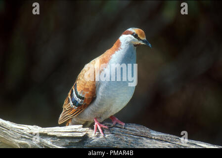 The brush bronzewing (Phaps elegans) is a species of bird in the pigeon ...