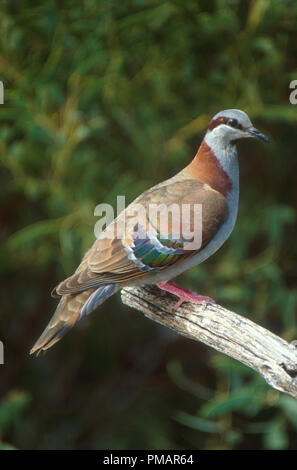 The brush bronzewing (Phaps elegans) is a species of bird in the pigeon ...