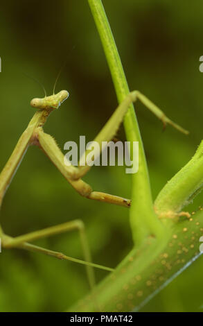 Praying Mantises are an order (Mantodea) of insects that contains over ...