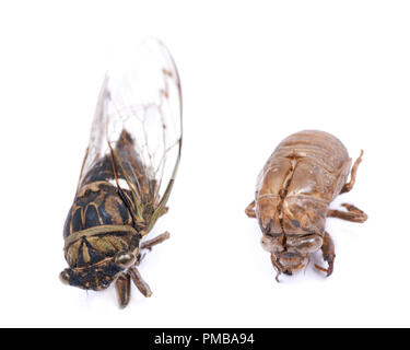 Cicada nymph shell (exuvum) isolated on white background. Periodical ...