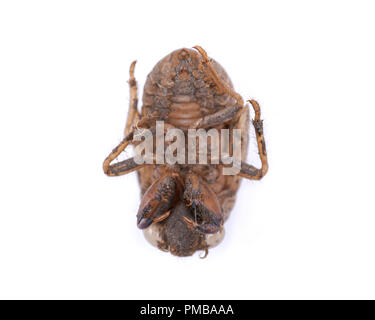 Cicada nymph shell (exuvum) isolated on white background. Periodical ...