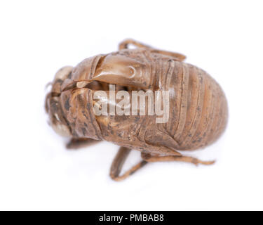 Cicada nymph shell (exuvum) isolated on white background. Periodical ...