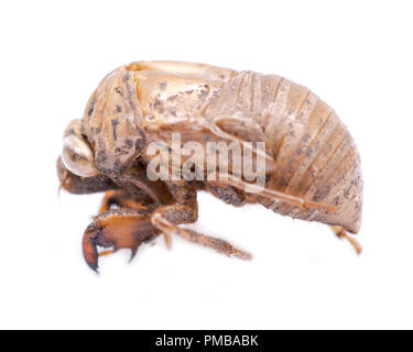 Cicada nymph shell (exuvum) isolated on white background. Periodical ...