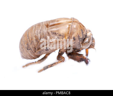 Cicada nymph shell (exuvum) isolated on white background. Periodical ...