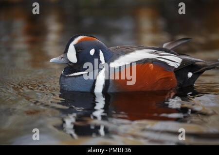 A male Harlequin Duck at the Alaska SeaLife Center in Seward, Alaska ...