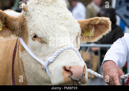 A French Simmental cow at the Westmorland County Show, near Kendal ...