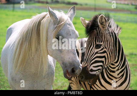 SANDY, voiced by MANDY MOORE, in Alcon Entertainment's live action ...