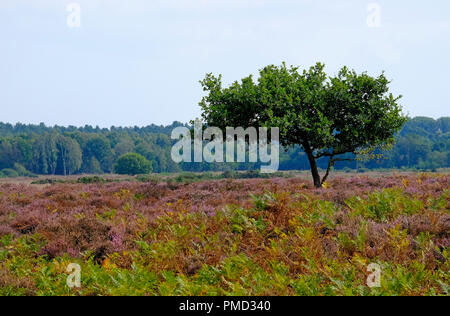 roydon common, west norfolk, england Stock Photo - Alamy