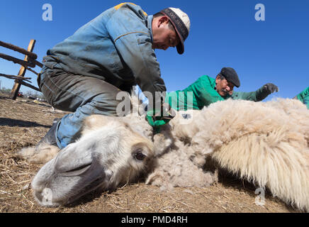 Bactrian camel shearing (clipping) at the camel farm «Aksarayskiy ...