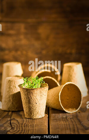 Tomato seedlings grow in brown plastic pots and black seedling trays on ...
