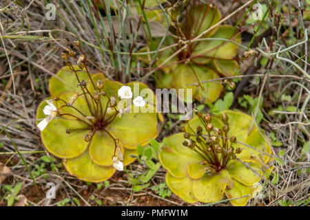 Drosera erythrorhiza, the red ink sundew, is a perennial tuberous ...