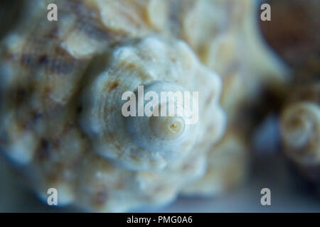 Black Sea whelk Stock Photo - Alamy