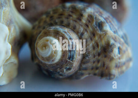Black Sea whelk Stock Photo - Alamy