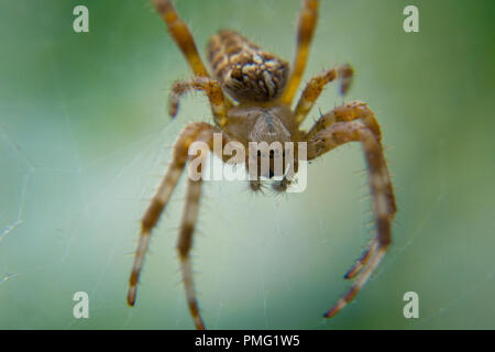 Macro spider pfotography Stock Photo - Alamy