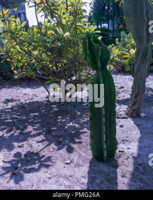 Spiky cactus on point Stock Photo - Alamy