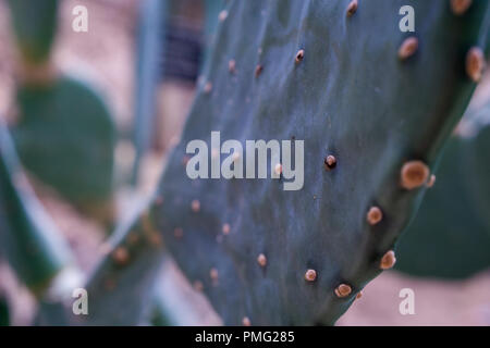 Spiky cactus on point Stock Photo - Alamy